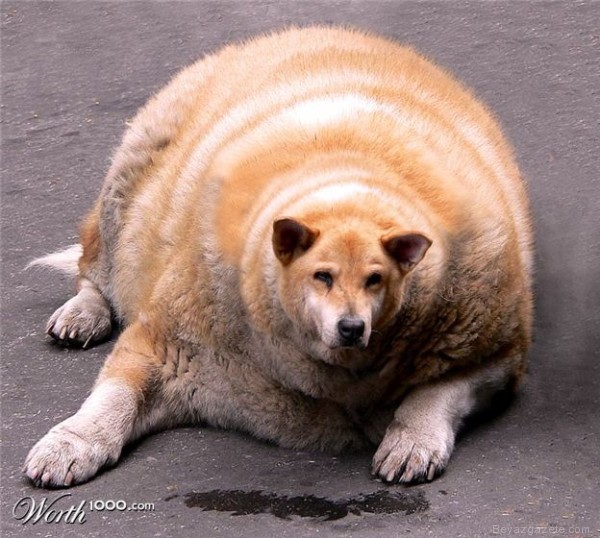 Funny Obese Animals – Animals Kingdom