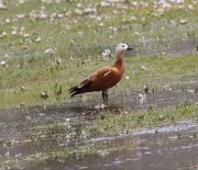 Sadakatin Simgesi Olan 'Angut Kuslari' Üreme Alanlarina Döndü