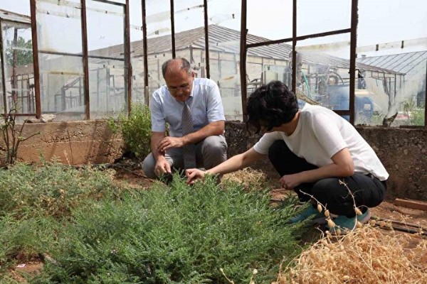 Güneydoğu Anadolu'da kuraklığa dayanıklı nohut türü bulundu: İncelemek ...